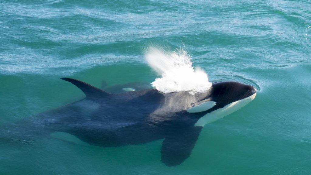 Announcing the Orca Quest! New orca-focused cruise for 2017 - Major ...