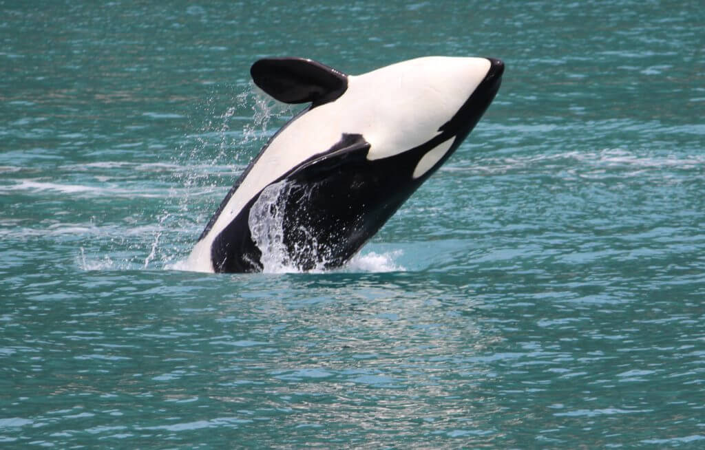 All About Orcas: Experience the Best Time to View Orcas on Our Orca ...