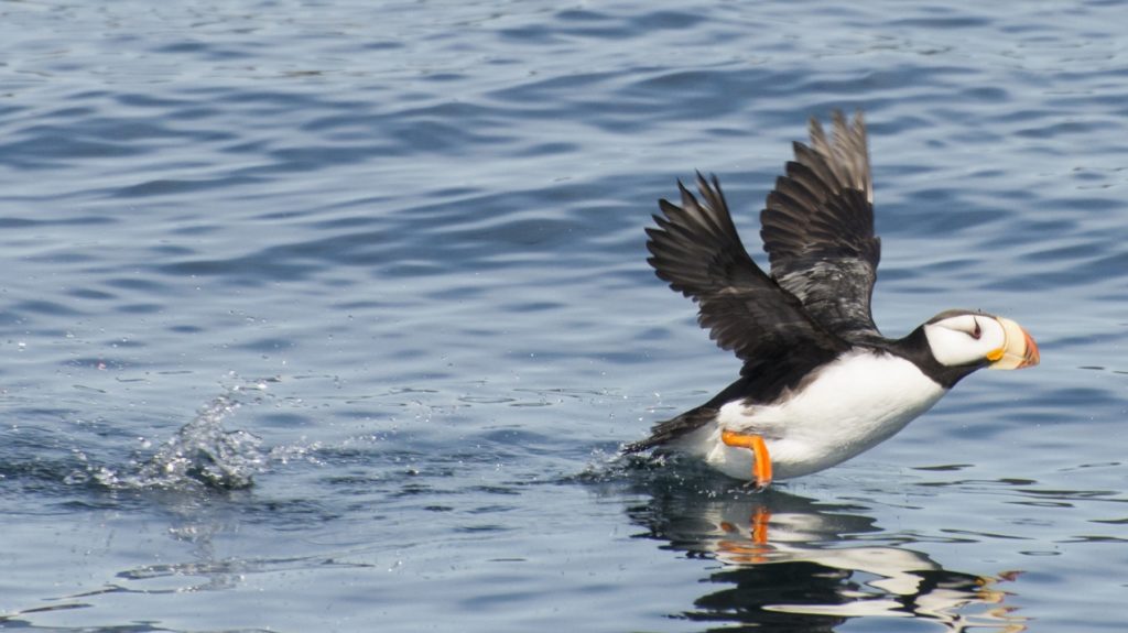 Seward Seabird Festival - Major Marine Tours