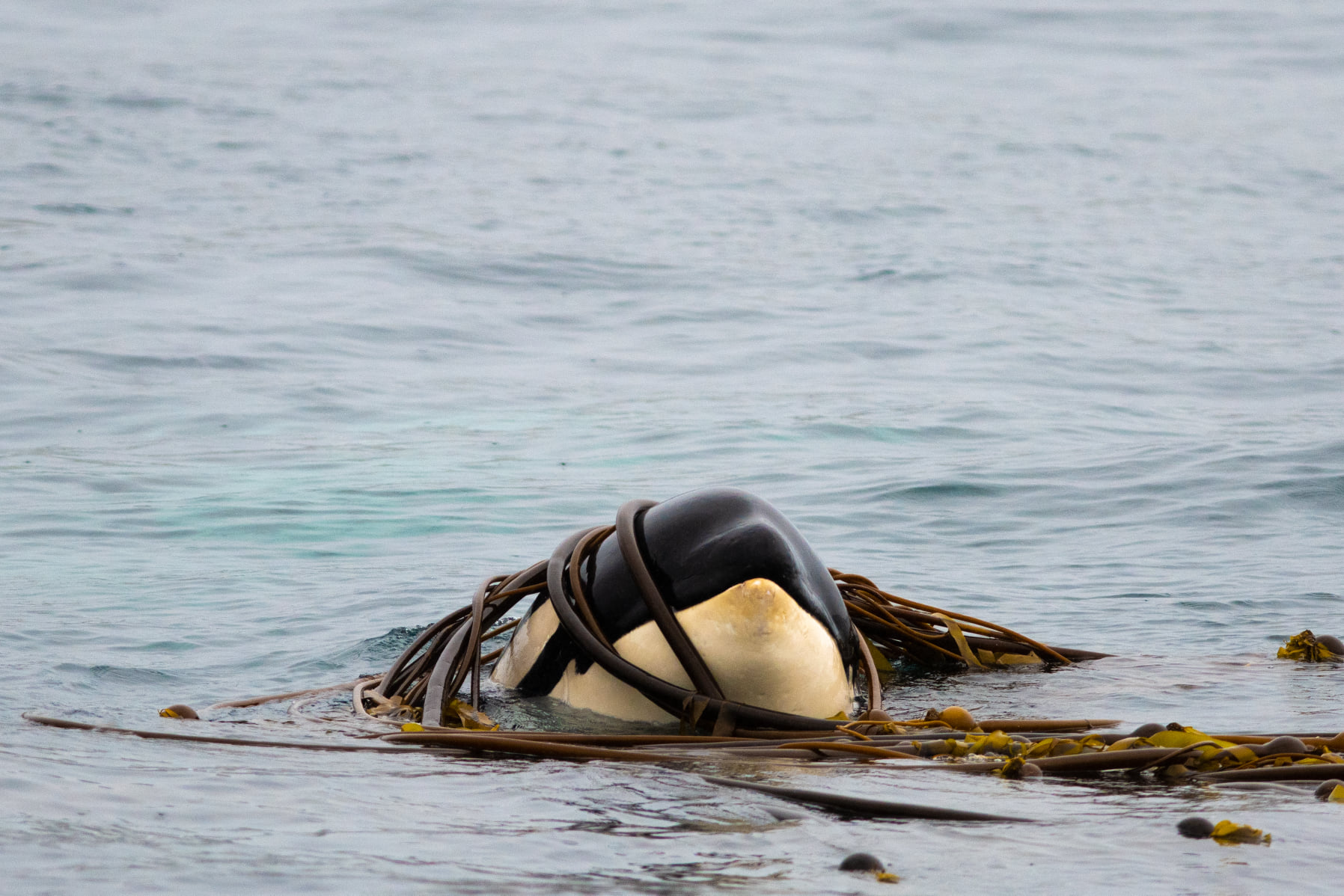 2020 Season in Review - Major Marine Tours