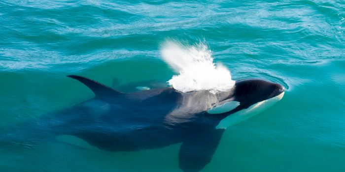 Orca Quest Cruise - Major Marine Tours