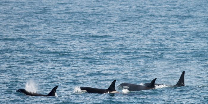 Orca Quest Cruise - Major Marine Tours